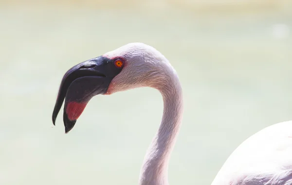 Lesser flamingo Stock Photos, Royalty Free Lesser flamingo Images ...