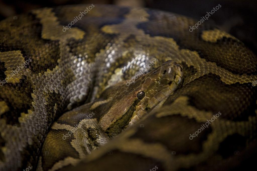 Comendo Python Reticulada