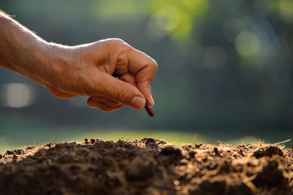 Hand planting a seed - Stock Image - Everypixel
