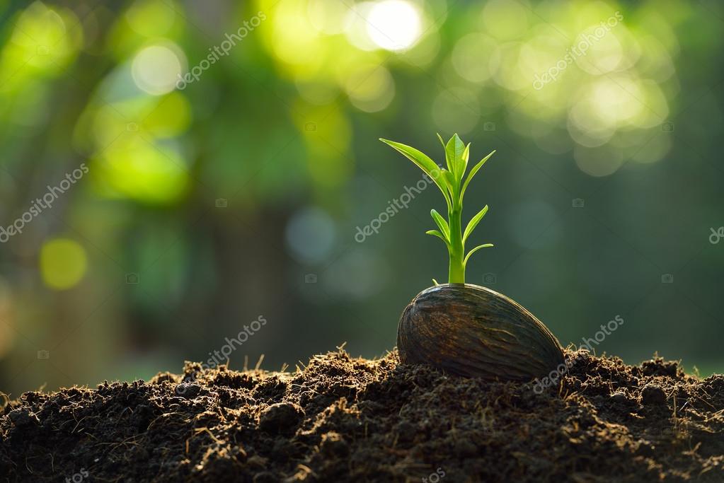Green sprout growing from seed Stock Photo by ©amenic181 91652634