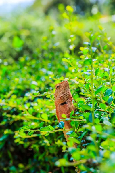 Closeup yellow crested lizard - Stock Image - Everypixel