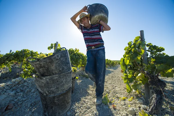 People doing manually harvest – Stock Editorial Photo © kiko_jimenez ...