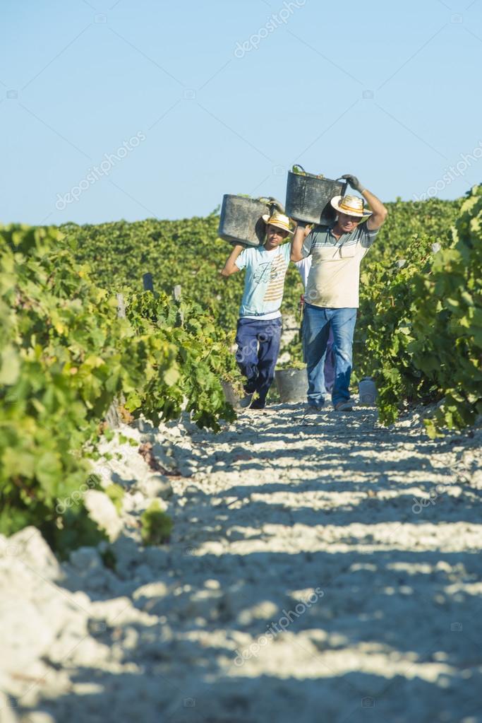People doing manually harvest – Stock Editorial Photo © kiko_jimenez ...