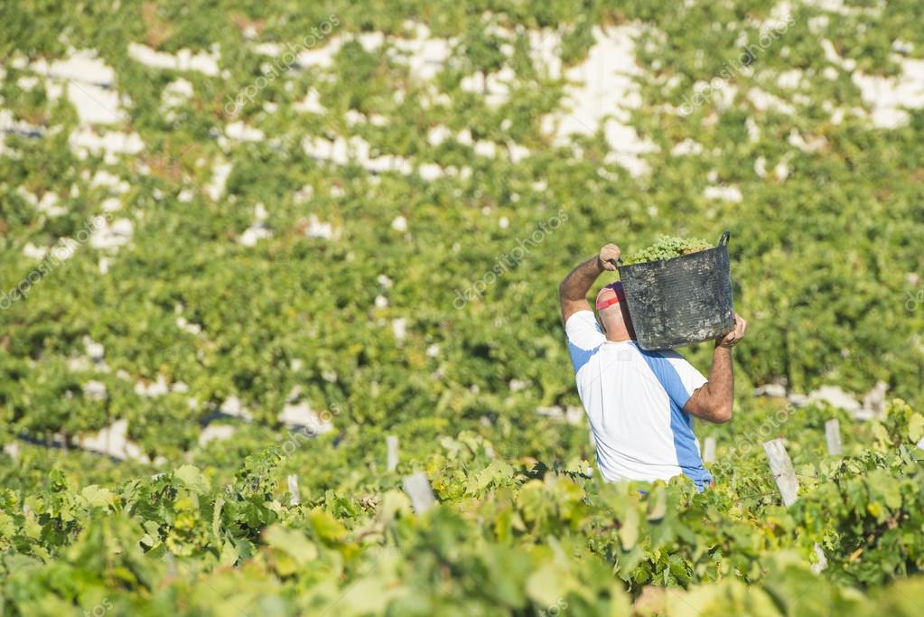 People doing manually harvest – Stock Editorial Photo © kiko_jimenez ...