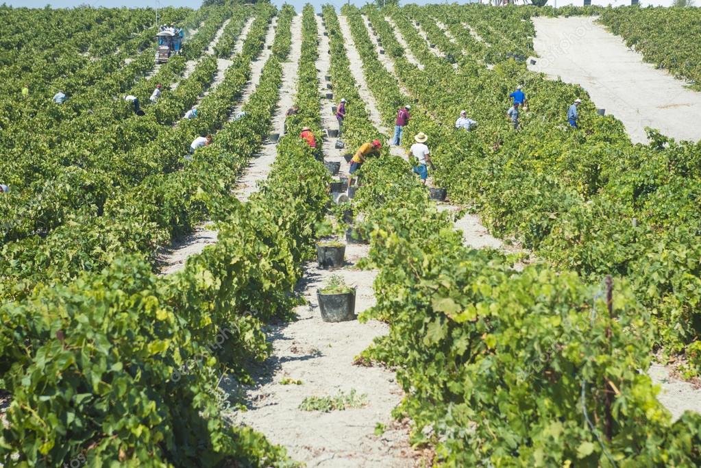 People doing manually harvest – Stock Editorial Photo © kiko_jimenez ...