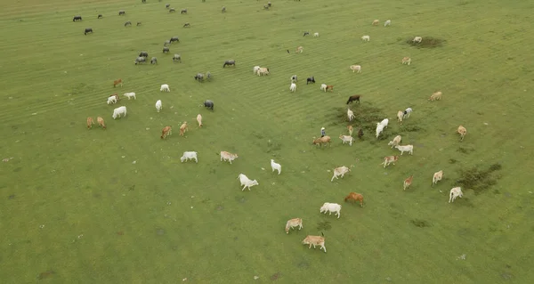 Aerial view cows Stock Photos, Royalty Free Aerial view cows Images ...