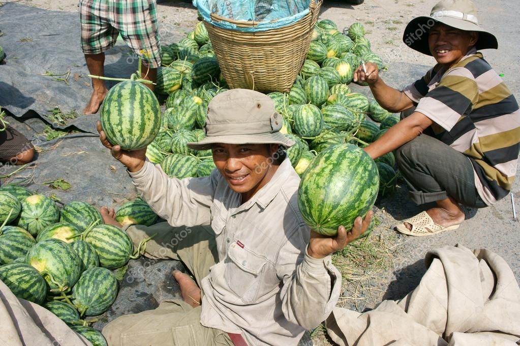 Asian farmer, agriculture field, Vietnamese, watermelon — Stock ...