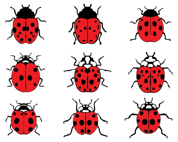 Images: different colored ladybugs | Ladybugs in Different Colors ...