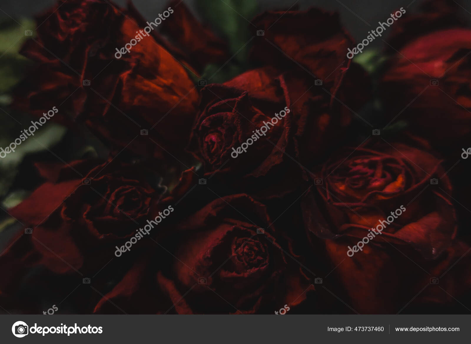 Black And Red Roses Background