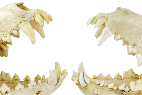 Dog skull jaw Pictures, Dog skull jaw Stock Photos & Images ...