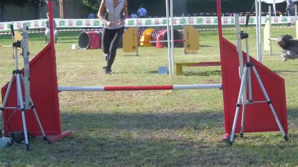Beautiful dog jumping obstacle in agility dog race — Stock Video ...