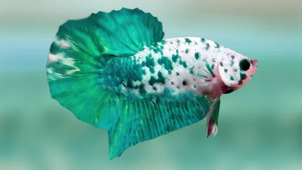 Green betta fish Stock Photos, Royalty Free Green betta fish Images ...