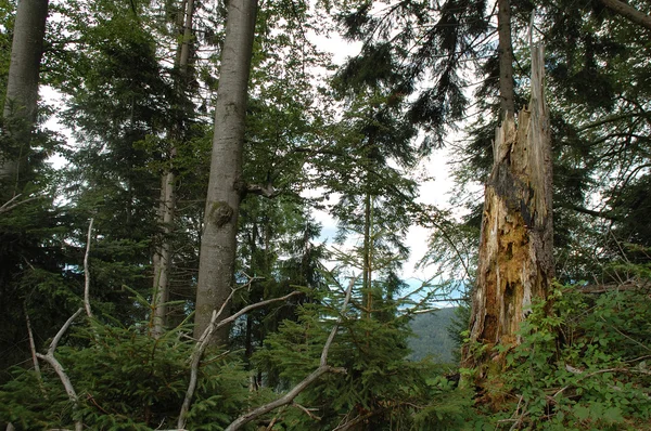 Withered tree in forest - Stock Image - Everypixel