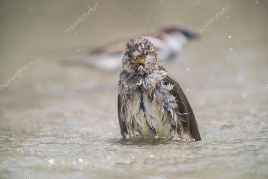 Birds bathing in river — Stock Photo © carpaumar #107948120