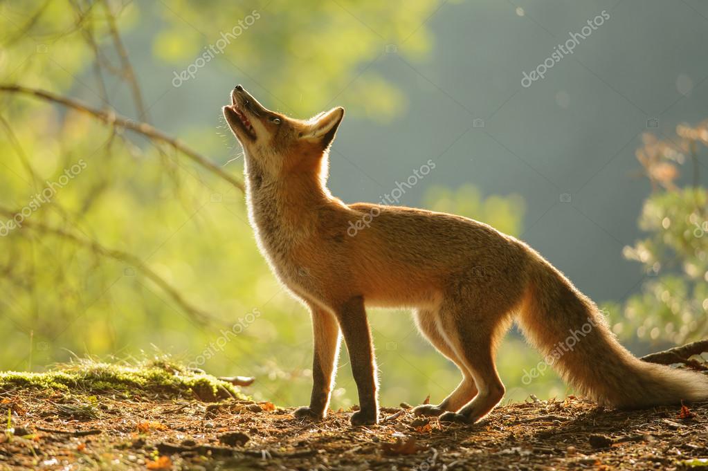 Red fox from side in beauty autumn backllight Stock Photo by ©duben ...