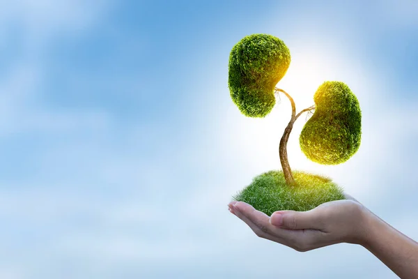 Kidney donation Stock Photos, Royalty Free Kidney donation Images ...