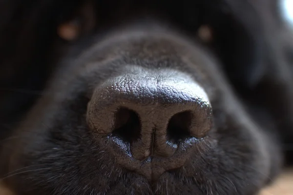 What Macros Do Dogs Need