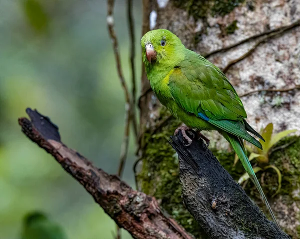 Cordilleran parakeet Stock Photos, Royalty Free Cordilleran parakeet ...