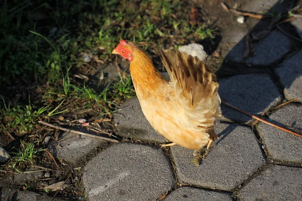 Chicken blindness Stock Photos, Royalty Free Chicken blindness Images ...