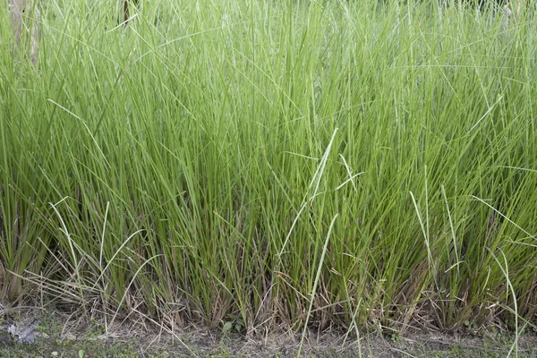 Vetiver grass Stock Photos, Royalty Free Vetiver grass Images ...