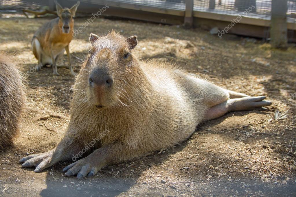 Capybara - largest rodent in the world — Stock Photo © Klepach #103228054