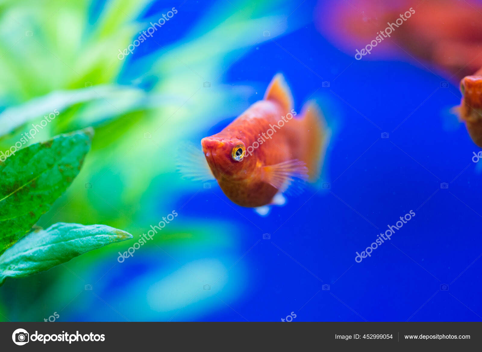 Freshwater Aquarium Fish Southern Platyfish Blue Red Tuxedo Common ...