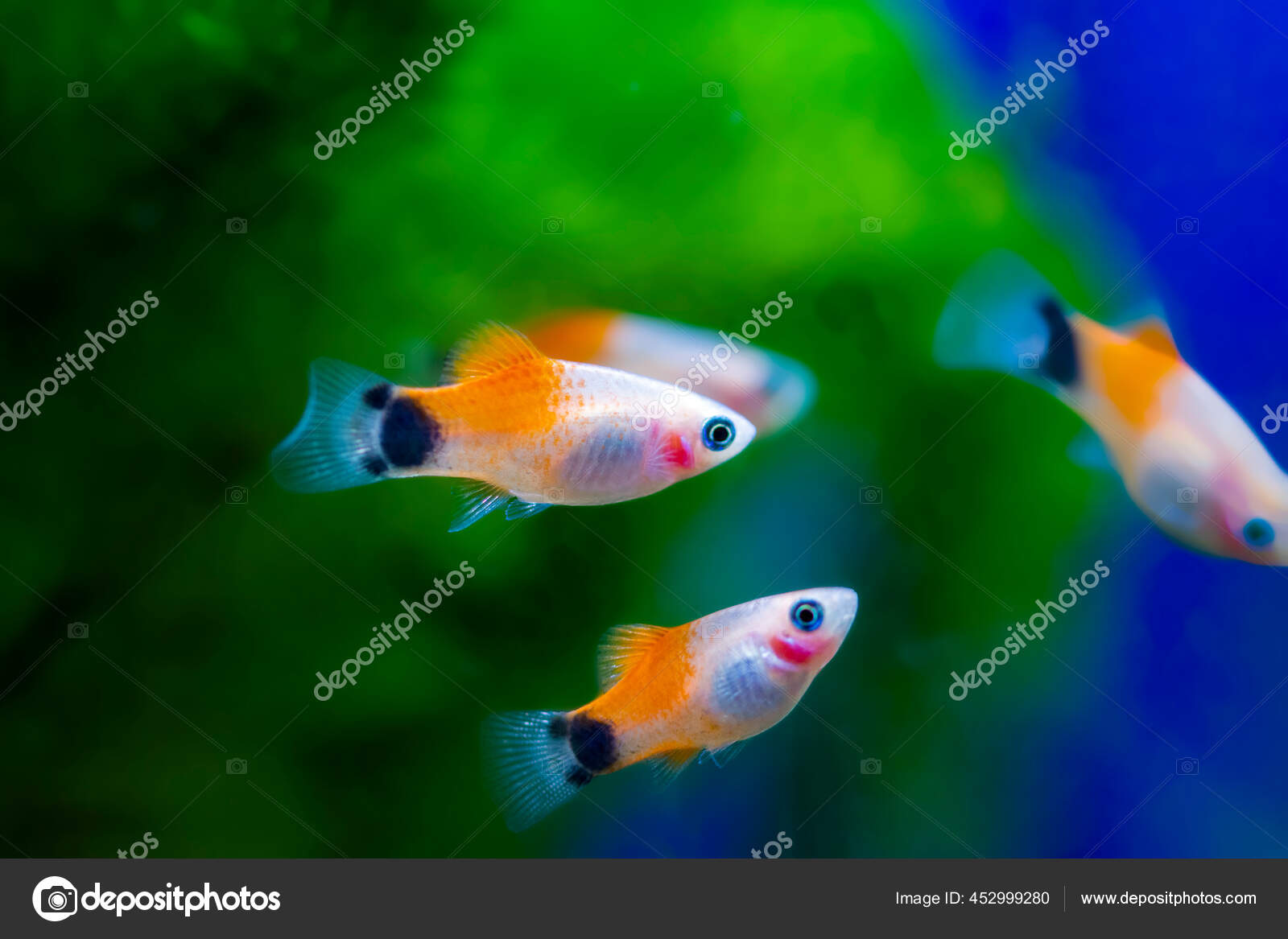 Freshwater Moon Fish