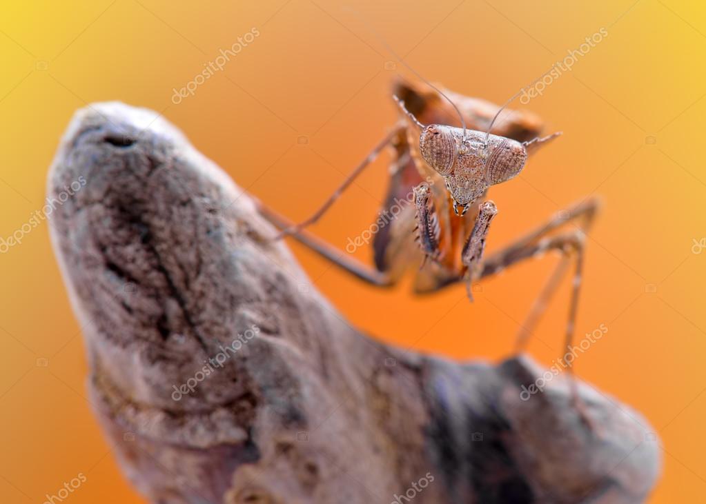 Malaysian Dead Leaf Mantis/Praying Mantis/ (Deroplatys Dessicata ...