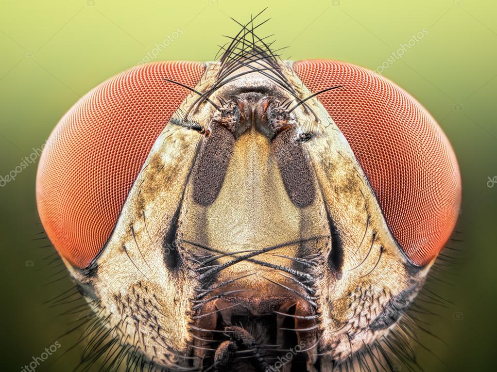 Very sharp and detailed study of Fly head stacked — Stock Photo ...