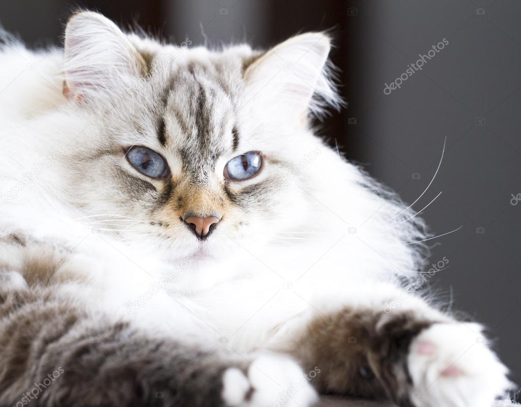 Siberian cat white neva masquerade version Stock Photo by ©endomass ...
