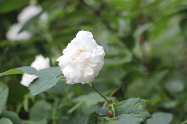 White rose shrub Stock Photos, Royalty Free White rose shrub Images ...
