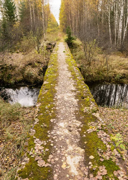 old railway without rails, reinforced concrete bridge over the bog ...