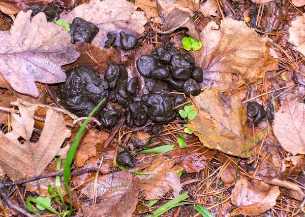 Goat feces Stock Photos, Royalty Free Goat feces Images | Depositphotos