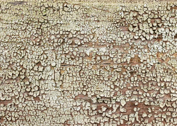 Tree covered with shells Stock Photos, Royalty Free Tree covered with ...