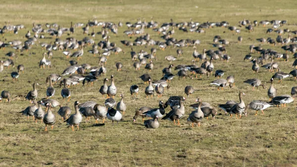 Fotos de Karkas rund, Imagens de Karkas rund sem royalties | Depositphotos