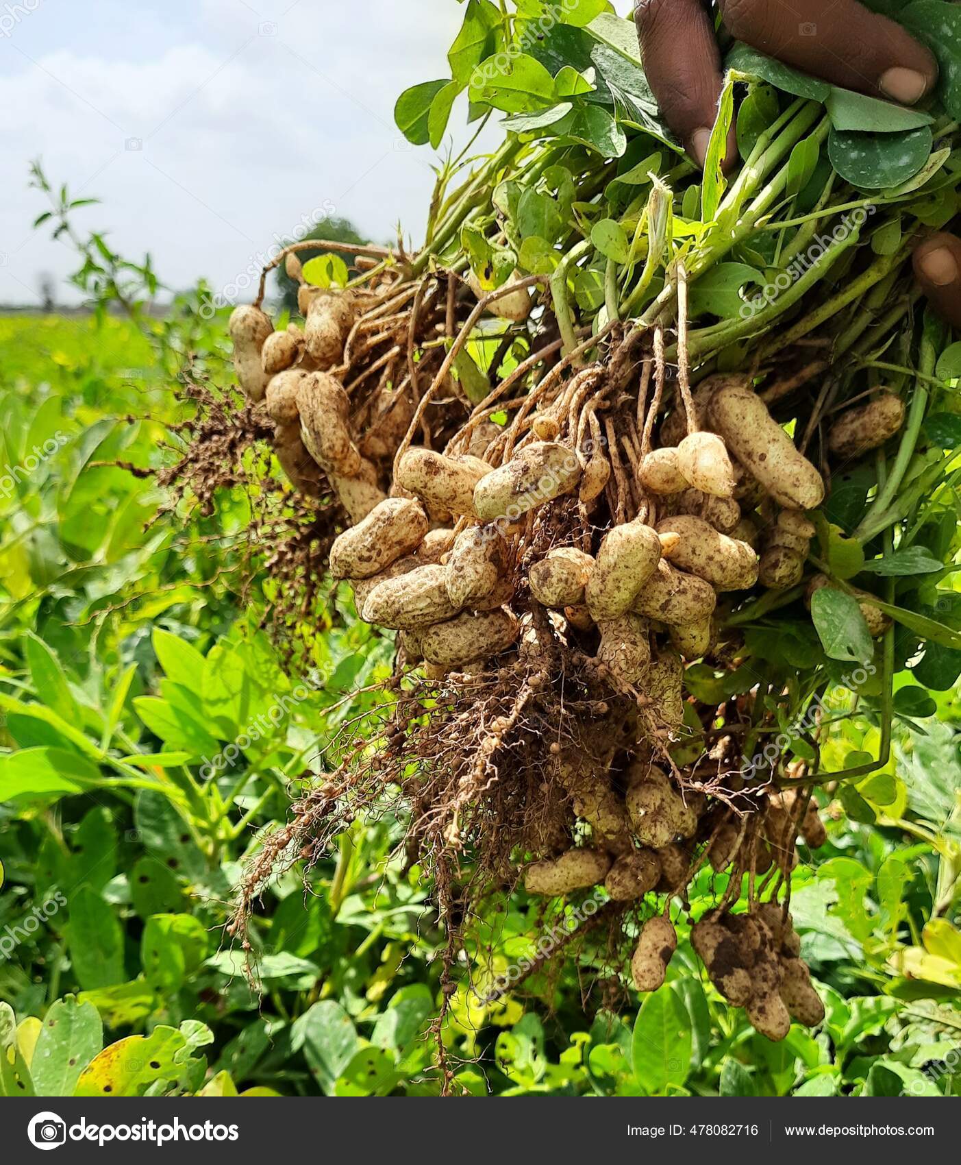 Fresh Peanuts Plants Roots Field — Stock Photo © DHAVALSING #478082716