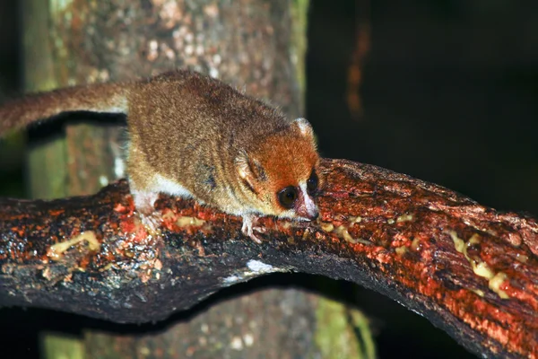 Brown Mouse Lemur (Microcebus rufus) in a rain forest in Madagas ...