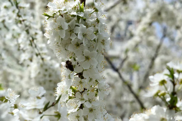 Fotos de White spath bloom, Imagens de White spath bloom sem royalties ...