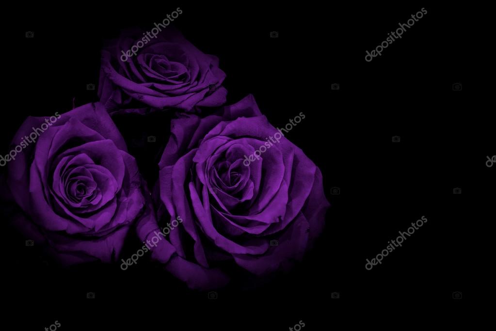 Lilac roses black background Stock Photo by ©Iri_sha 88543160