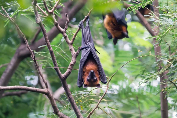 Bats forest Images - Search Images on Everypixel