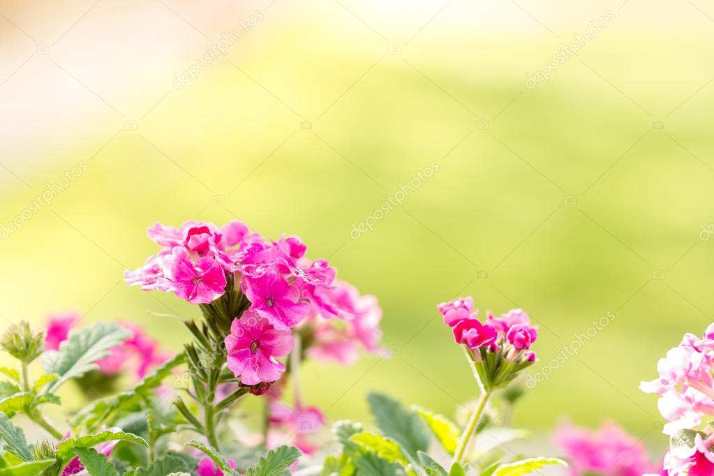 Hermosa flor de seto rosa, Llorando lantana, lantana camara Lin 2022