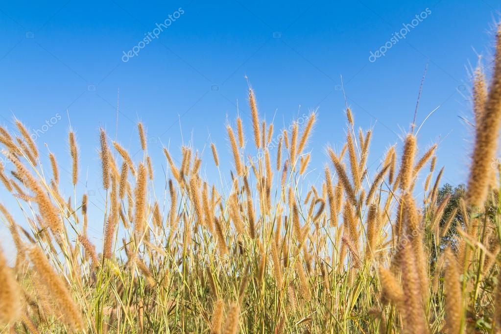 Gramineae hierba flor 2022