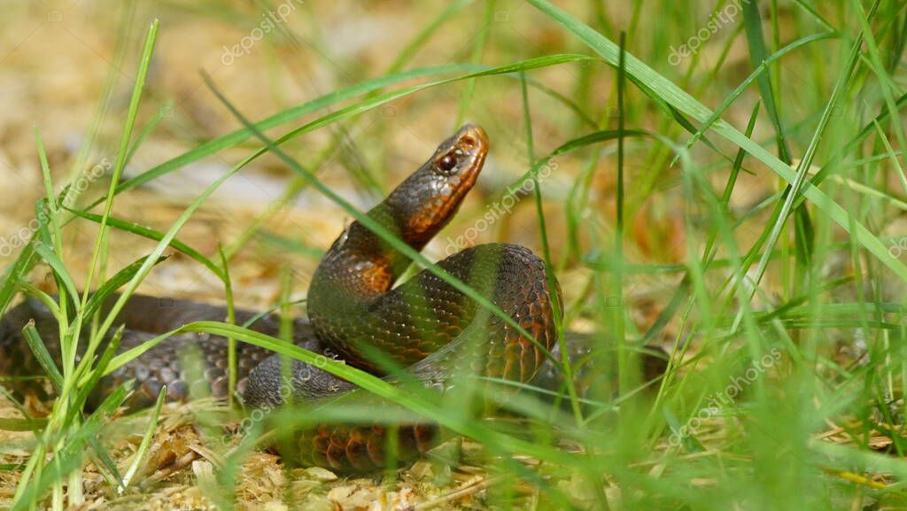 Joven Vipera berus, la víbora común europea, capturada en la reserva ...