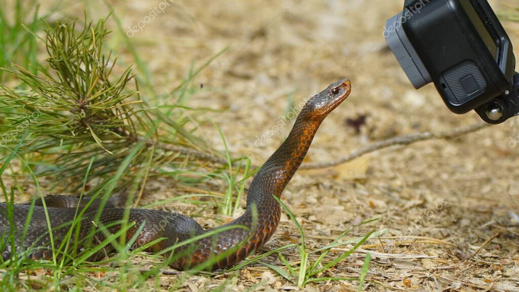 Joven Vipera berus, la víbora común europea, capturada en la reserva ...