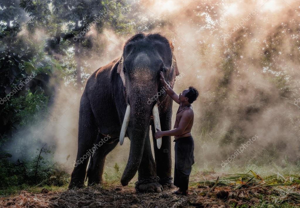 Mahout at Surin — Stock Photo © tipchai #106723358