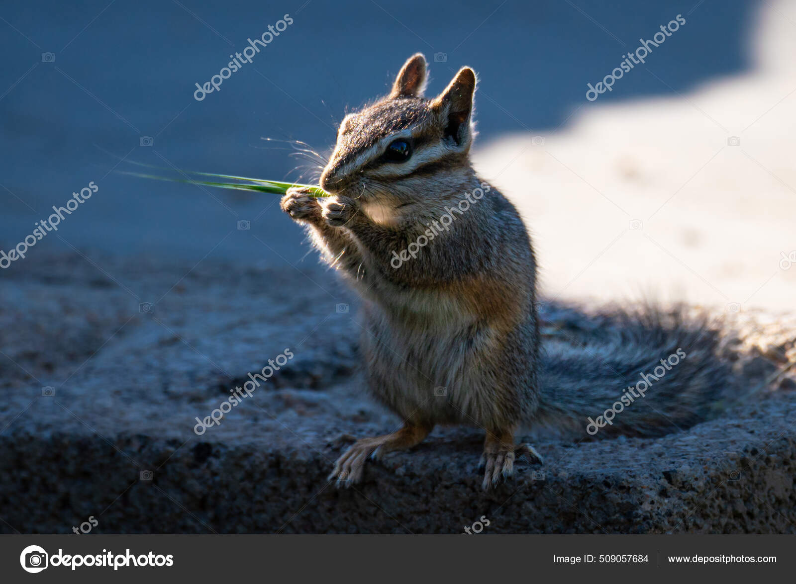 Cliff Chipmunk