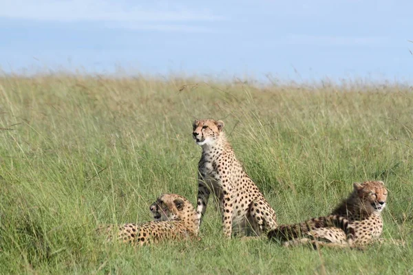 De cheetah meisjes Stock Photos, Royalty Free De cheetah meisjes Images ...