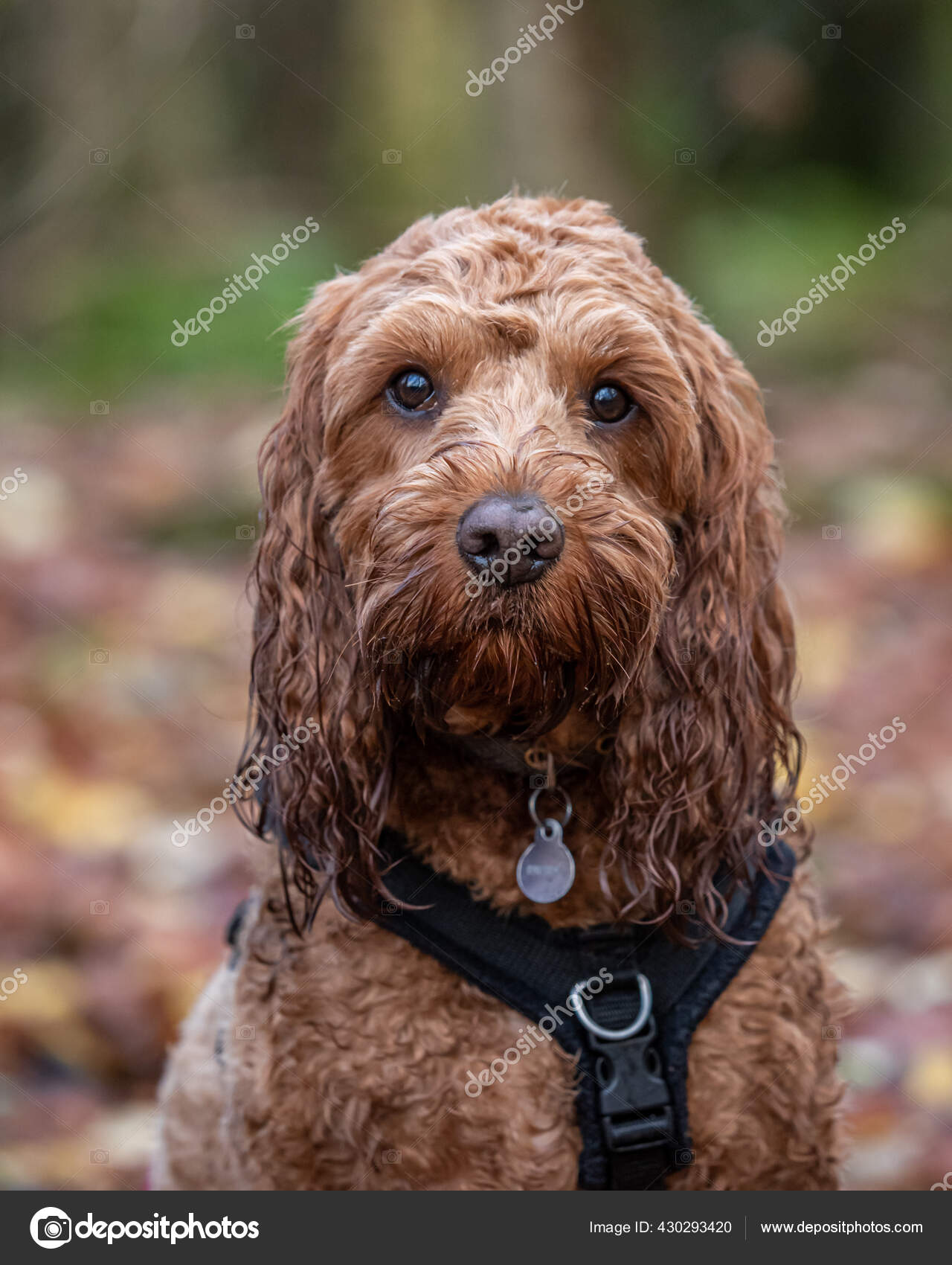 Young Cockapoo Dog Sitting Attentively Its Owner Autumnal Forest Floor ...