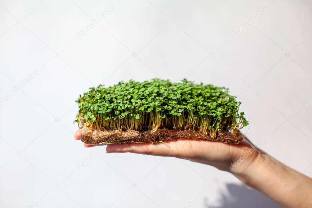 Micro-verdes de mostaza, rúcula y otras plantas en la mano de una mujer ...