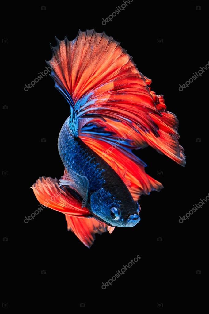 Betta fish, siamese fighting fish Stock Photo by ©AEyZRiO 95532122